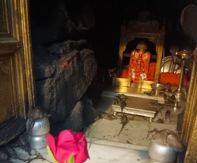 Karni Mata Mandir: करणी माता मंदिर, जहां पैर घसीटकर चलते हैं भक्त ...