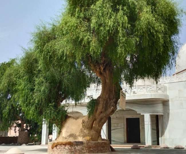 सिरसा के इतिहास का साक्षी है यह पेड़, यहां शाहजहां के बेटे को मिला था ...
