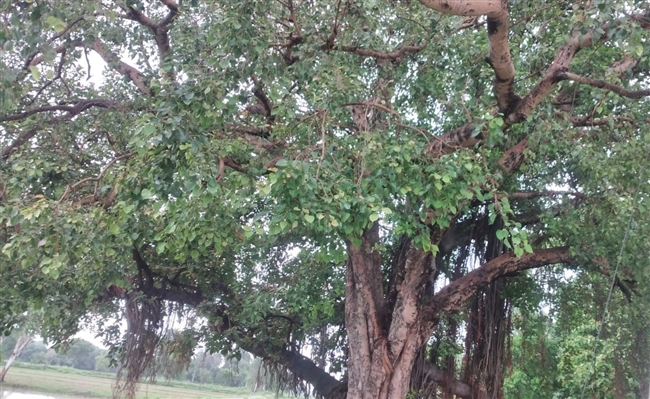 पंचवटी वृक्षों की छांव में सेहतमंद है गांव - Village is healthy in the ...