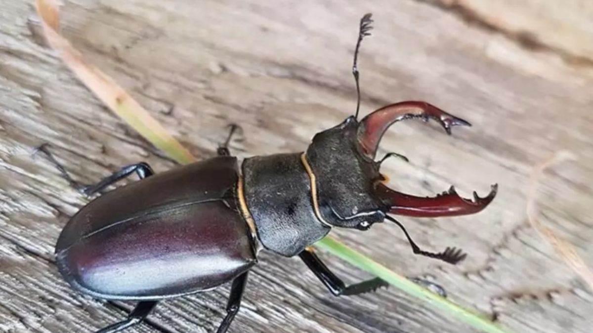 ये है दुनिया का सबसे महंगा कीड़ा, इसे बेचकर रातों-रात बन जाएंगे अमीर ...