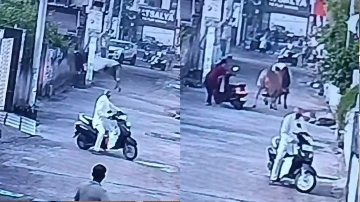 Rewari News: बीच सड़क इस कदर लड़े दो सांड, ढह गई भारी भरकम दीवार; देखें VIDEO - Stray Bulls ...