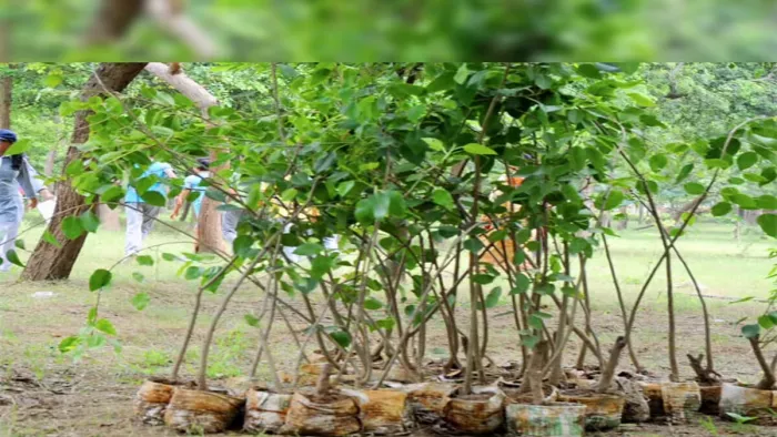 UP Mega Plantation Drive 2025 : पौधारोपण महाभियान 2025 को सफल बनाने को ...