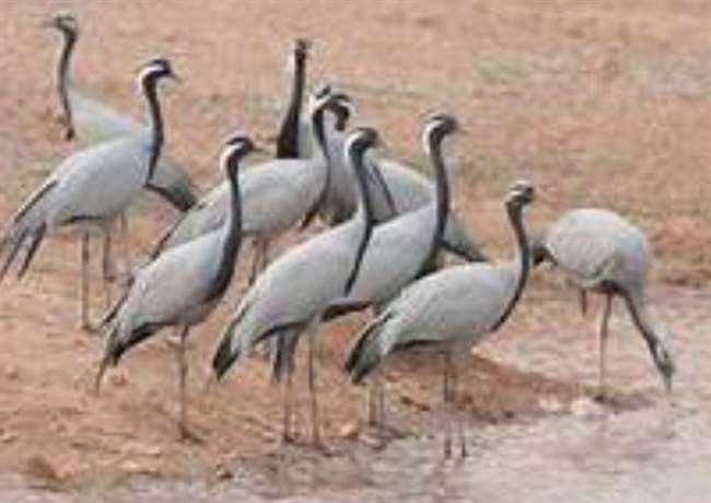 हजारों किलोमीटर का सफर तय कर कुरंजा पक्षी राजस्थान पहुंचा, 35 हजार ...