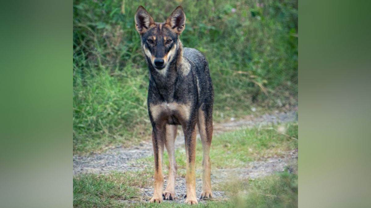 हल्द्वानी के जंगल में पहली बार ब्लैक जैकाल मिलने का दावा, वाइल्ड लाइफ ...