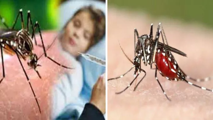 Dengu News: बरसात के बाद नाले चोक होने से बढ़ा डेंगू का खतरा, बचने के ...