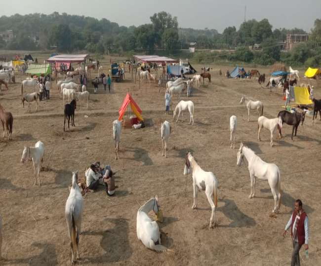 Bateshwar Mela: करीब 400 साल पुराना है ये पशु मेला, विदेशी भी आते हैं ...