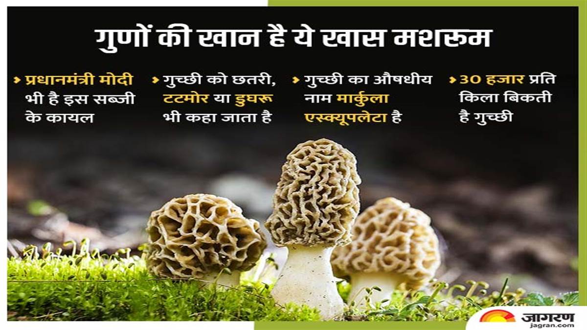 Guchhi Mushroom: खुंडिया के बारी गांव में उगी गुच्छी की सब्जी, गर्म ...