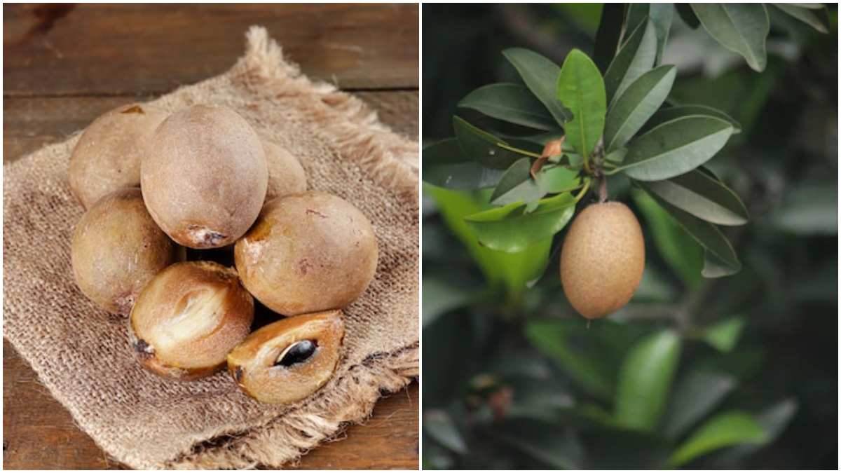 Chickoo Winter Benefits: शरीर को ऊर्जा से भरने के साथ ये 10 फायदे ...