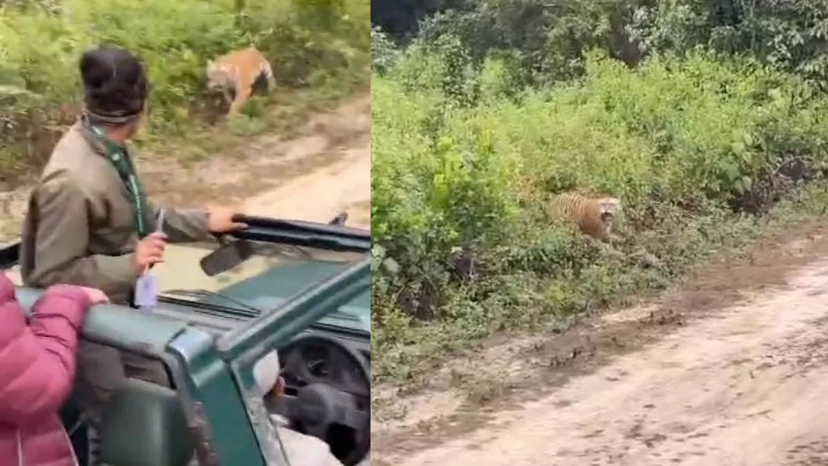 Corbett Park: कार्बेट पार्क में सफारी के दौरान पर्यटकों की जिप्सी पर ...