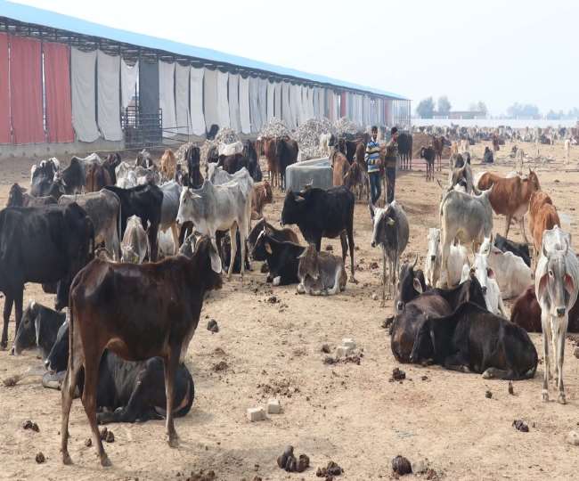14 करोड़ रुपये से बने गोअभयारण्य में हर दिन मर रहीं 11 गाय, सात दिन में ...