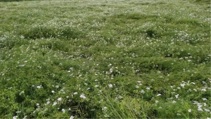 Jaipur: राजस्थान में किसानों पर पड़ी मौसम की मार,ओले और बारिश से फसल को ...