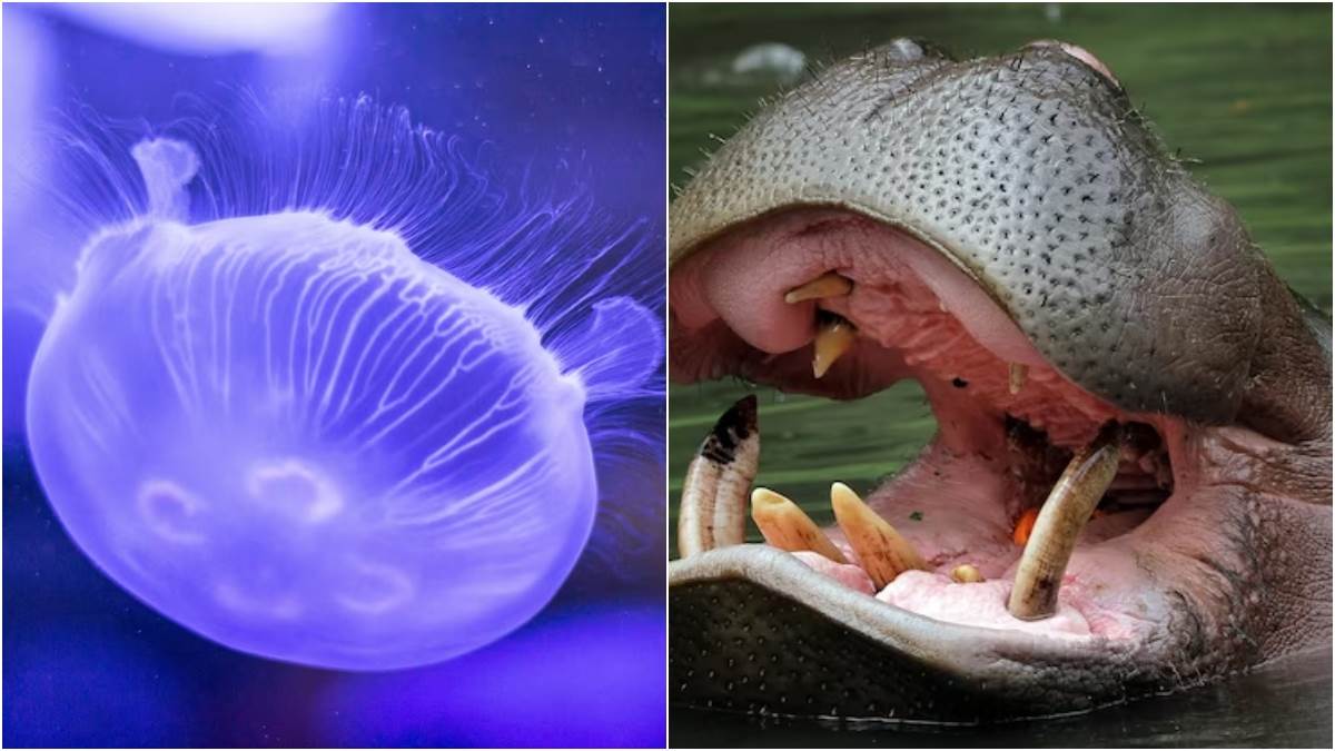 Most Dangerous Animal most-dangerous-animal