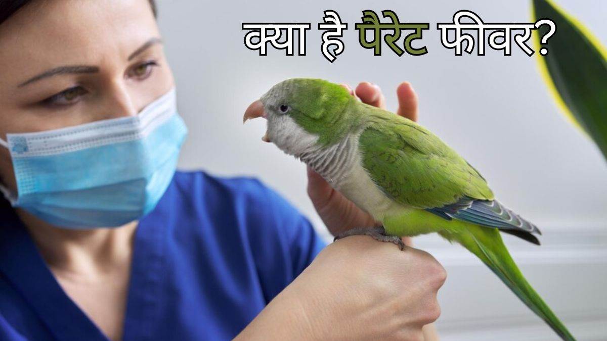 यूरोप में Parrot Fever ने ली 5 लोगों की जान, जानें क्या है यह बीमारी और ...