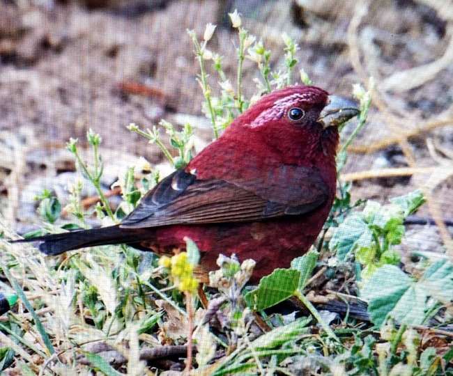 नैनीताल में 96 साल बाद दिखी खूबसूरत और दुर्लभ प्रजाति रोज फिंच - Rose ...