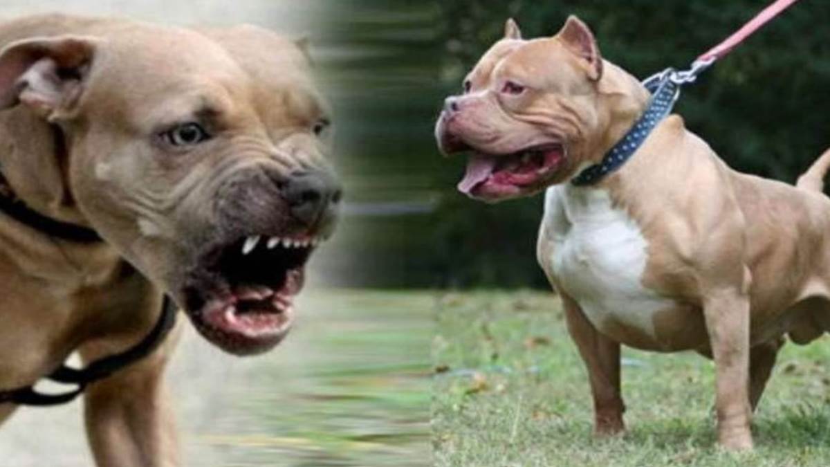 Pitbull Attack: ग्रेटर नोएडा में पिटबुल ने दो भाइयों पर किया हमला, हालत ...