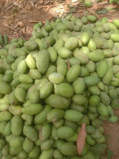 फलों के राजा पर आंधी की मार, बागवान लाचार - The king of fruits is hit ...