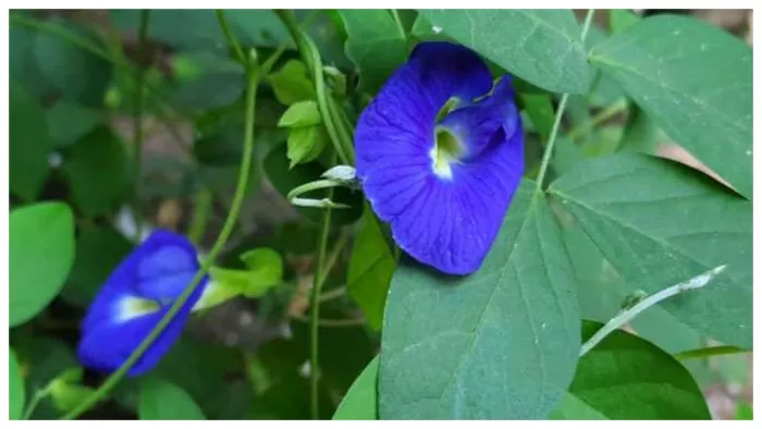 Aparajita flower remedies: जानिएं अपराजिता के फूल के ये अचूक उपाय, नहीं ...