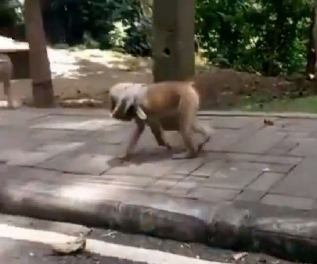 बंदर ने दुपट्टा ओढ़ किया रैंप वॉक, वीडियो देख आप अपनी हंसी रोक नहीं ...