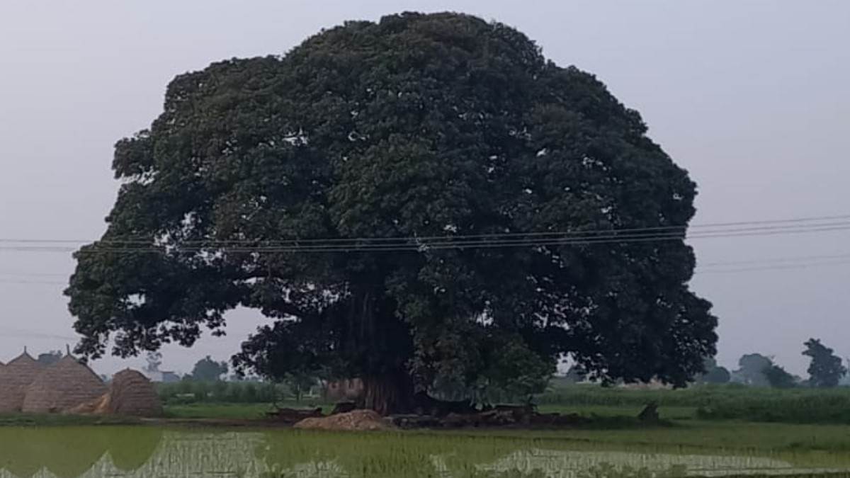 गांव की यादों को समेटे है 150 साल पुराना बरगद, पाकिस्तान से आए लोगों को ...