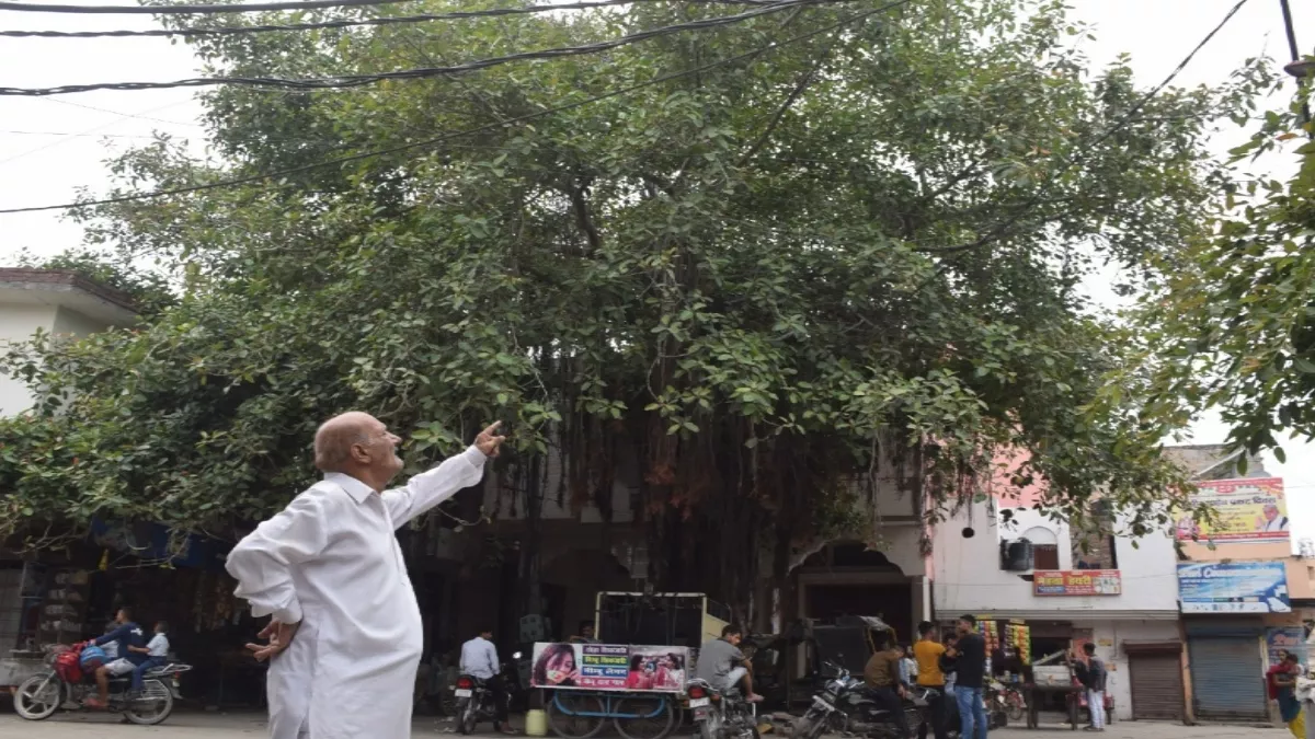 पढ़ें, एक बरगद की कहानी, गुलामी से लेकर आजादी देखी, इसी पेड़ से पानीपत ...