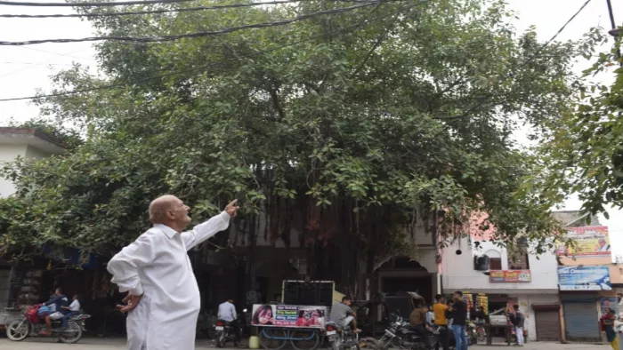 पढ़ें, एक बरगद की कहानी, गुलामी से लेकर आजादी देखी, इसी पेड़ से पानीपत ...