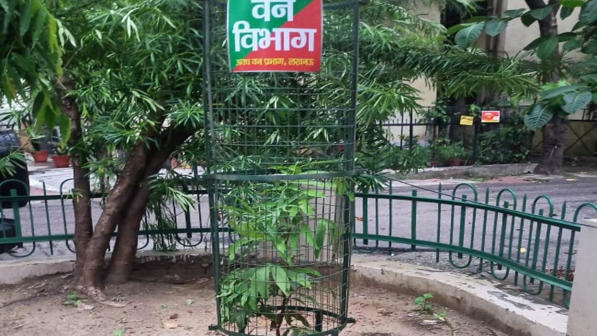 लखनऊ में हरिशंकरी सप्‍ताह शुरू, वन विभाग 75 जगहों पर एक साथ रोपेगा बरगद ...