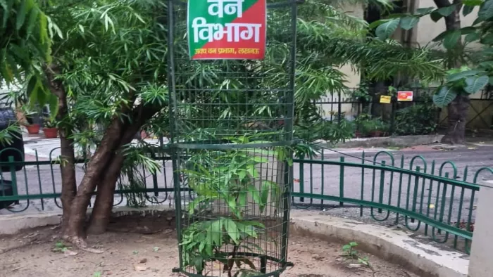 लखनऊ में हरिशंकरी सप्‍ताह शुरू, वन विभाग 75 जगहों पर एक साथ रोपेगा बरगद ...