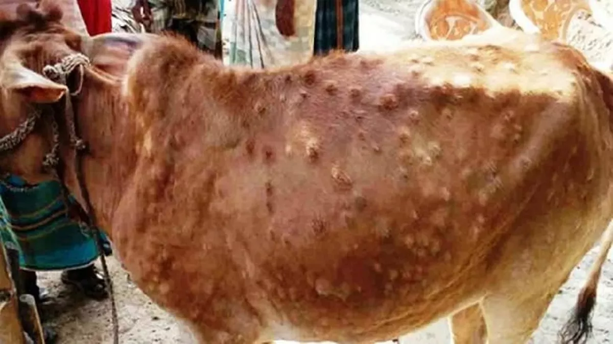Lumpy Skin Disease : पशुओं से इंसानों में नहीं फैलती लंपी स्किन बीमारी ...