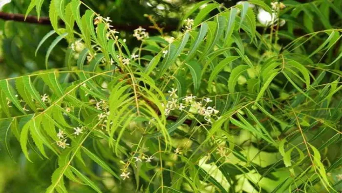 खेतों में महा नीम लगाकर किसान बढ़ा सकते हैं आमदनी, फसलों को भी नहीं ...