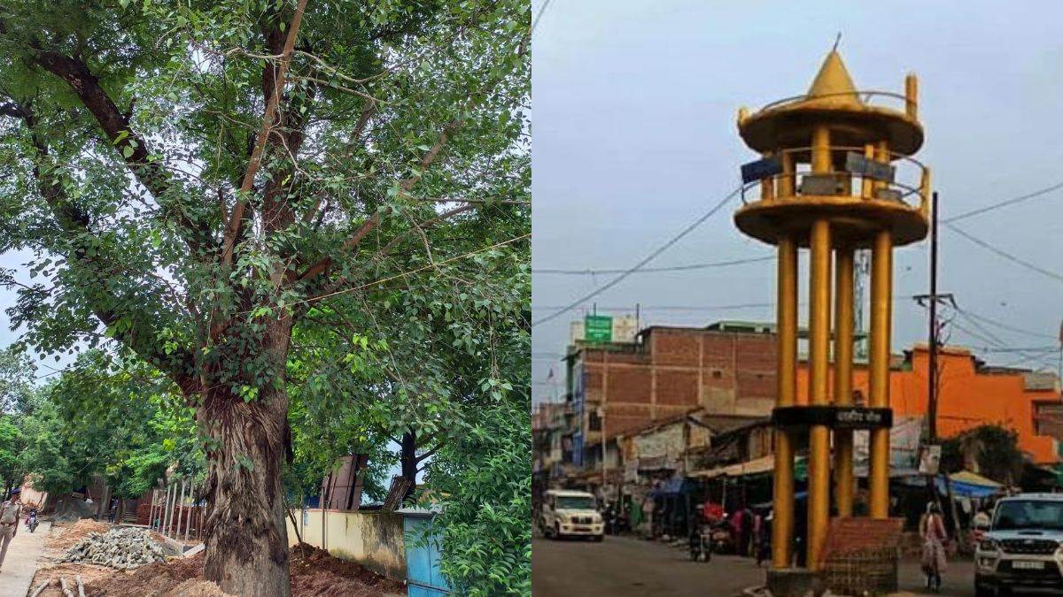 Wonderful Story: झारखंड का ये है हड़ताली पेड़, जंग-ए-आजादी से अबतक इसी ...