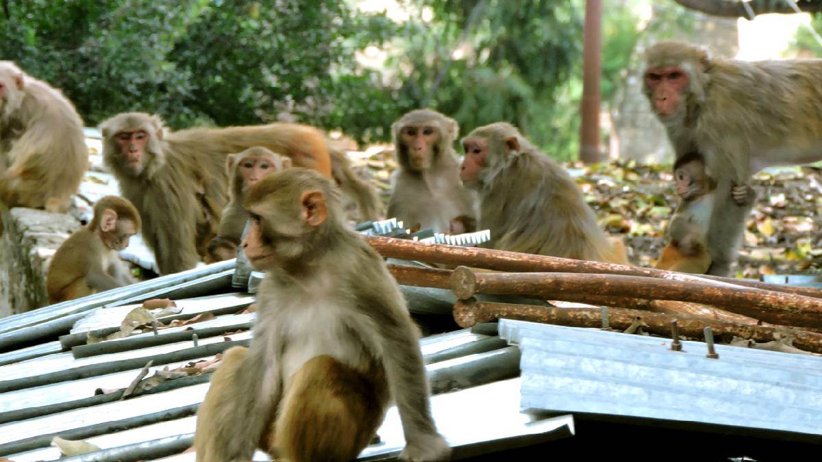 Monkey Terror In Uttarakhand: बागेश्वर में इन-इन जगहों पर बंदरों का ...
