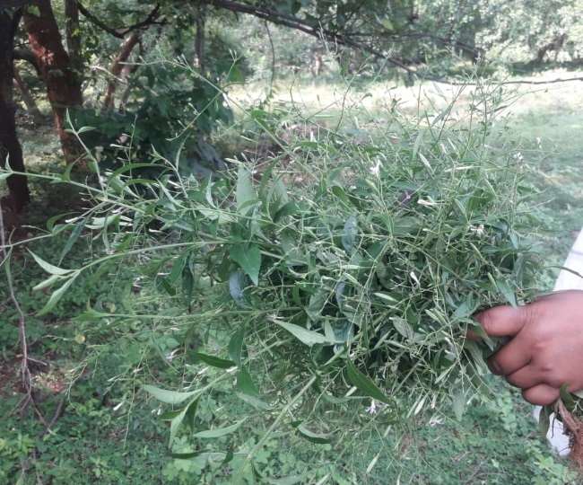 Chhattisgarh : कोरोना काल में प्रतिरोधक क्षमता बढ़ाने के लिए लोग पी रहे ...