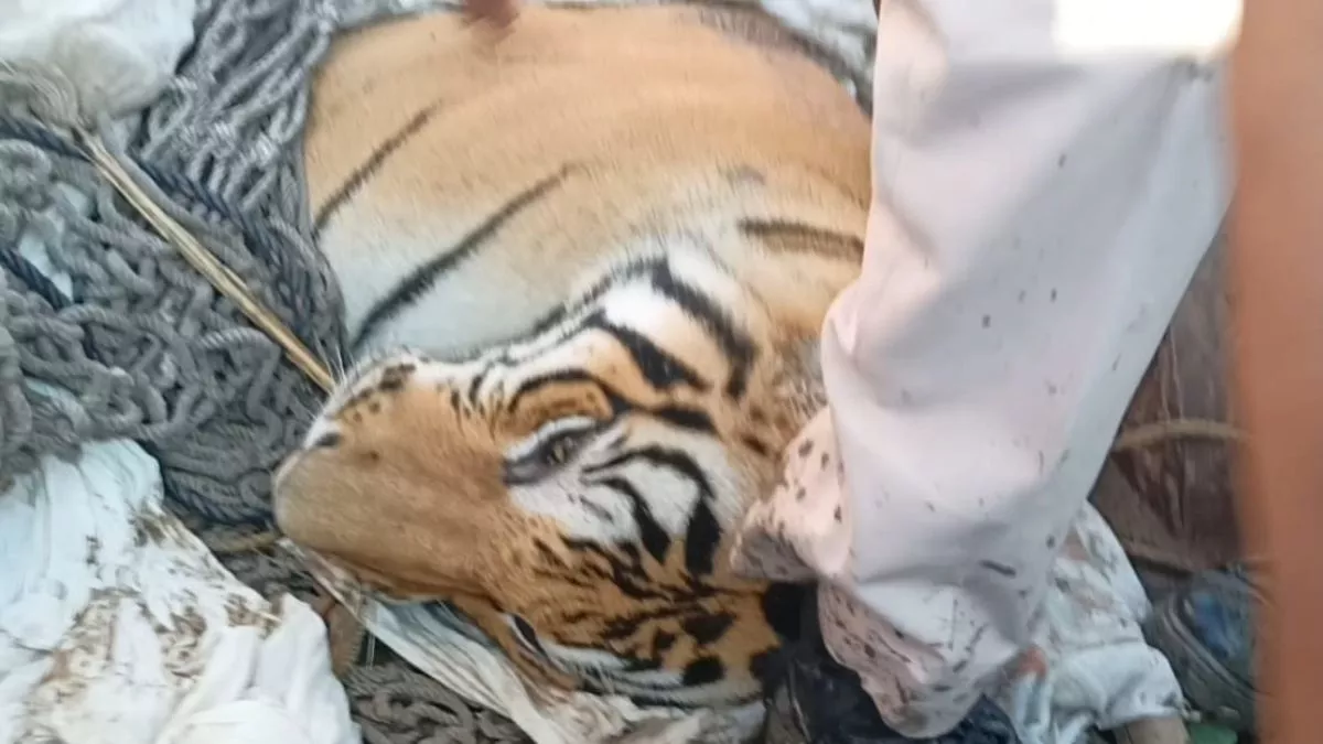 Bihar Tiger Killed: नौ लोगों को मार चुका आदमखोर बाघ ढेर, शूटर्स ने ...