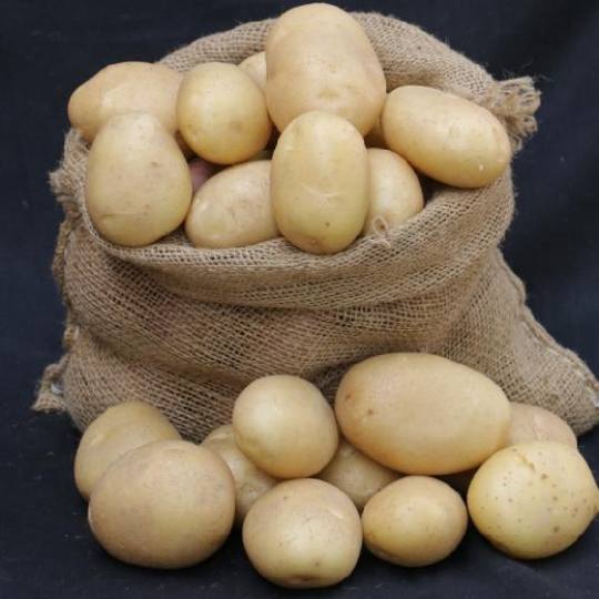 वायरस रोक किसान को मालामाल करेगा यह आलू - potato new variety in ...