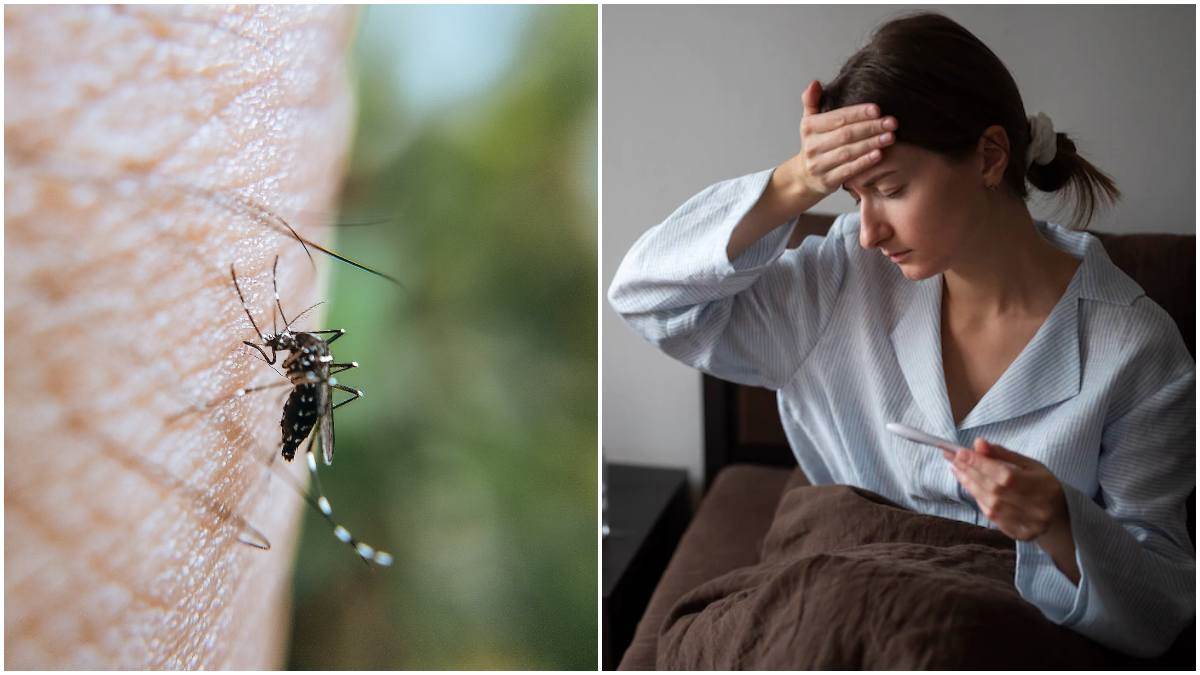 Dengue vs Chikungunya: डेंगू और चिकनगुनिया में फर्क को कैसे समझें ...
