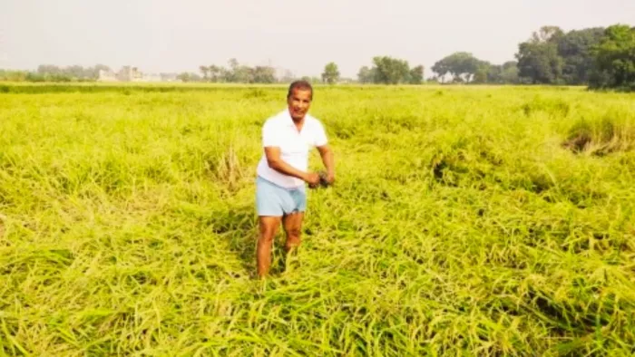 Gorakhpur News: एक प्रयोग से तीन गुणा बढ़ गई किसानों की आमदनी, धान के ...