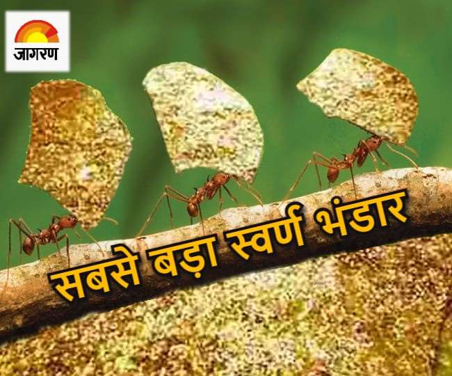 जमुई में देश का 44 फीसदी सोना चीटियों ने पहली बार किया था खजाने का ...