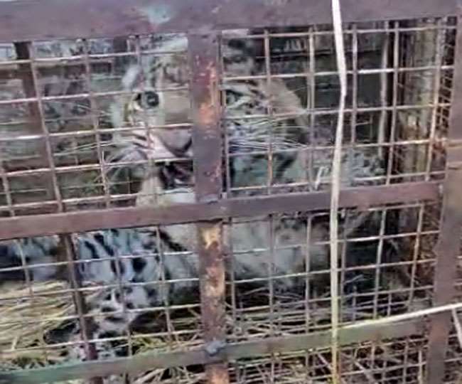 ऋषिकेश: एक साल का आतंक हुआ खत्म, खदरी खड़ग माफ में चौथा गुलदार भी हुआ ...