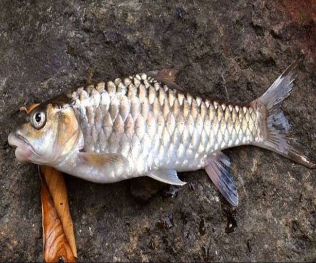उत्‍तराखंड की हिमानी नदियाें पाई जाने वाली गोल्डन फिश महाशीर विलुप्ति ...