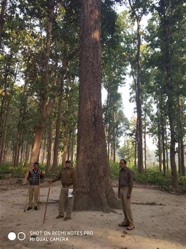 संरक्षित हुआ 250 वर्षीय सुंदर जानें- वनकर्मी इसका क्‍यों करेंगे दर्शन ...