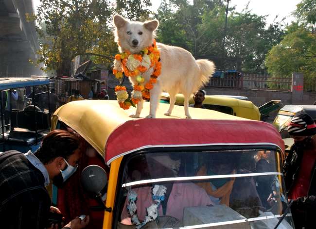 वाराणसी में पामेरियन प्रजाति की जूली दिन भर ऑटो पर बिना किराया घूमती है ...