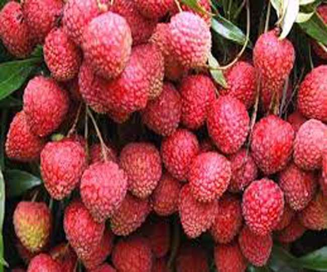 Muzaffarpur : उत्तराखंड और पश्चिमी उत्तर प्रदेश की धरती पर महकेगी ...