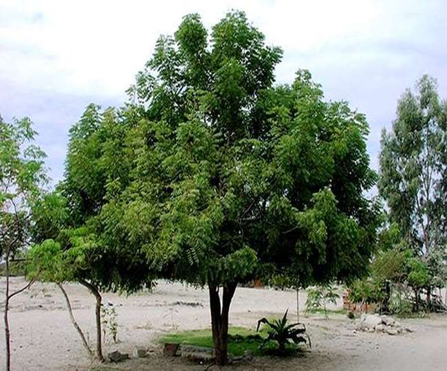 यहां नीम के पेड़ से मिलता है शादियों का न्‍योता, जानिए इस अनूठी परंपरा ...