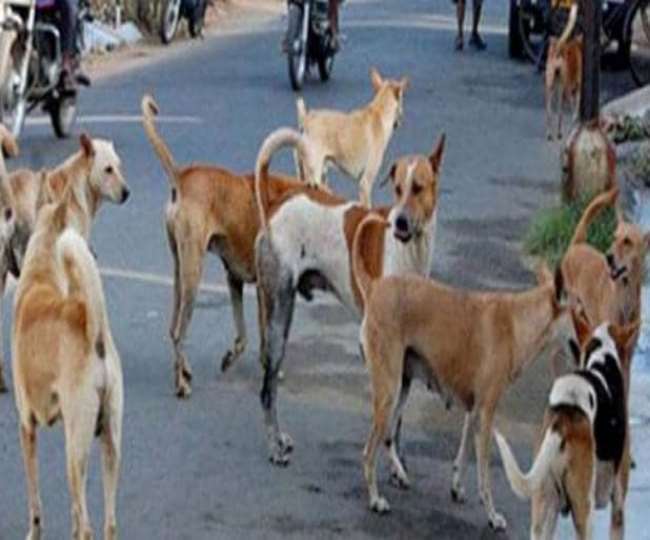 इसलिए नहीं हो पा रही 20 हजार कुत्‍तों की नसबंदी Gorakhpur News - This ...