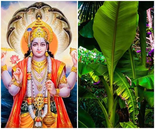 पैसों की तंगी दूर करने के लिए गुरुवार को करें केले की जड़ संबंधी ये ...