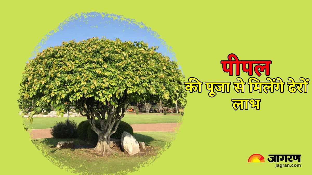 Peepal Ke Ped Ke Upay: विवाह में आ रही है अड़चन तो आजमाएं पीपल के ये ...