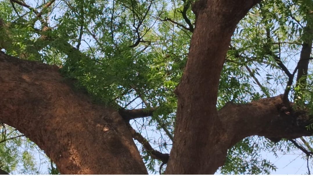 नीम के पेड़ से अचानक निकलने लगा दूध! चमत्कार मान लोग करने लगे पूजा ...