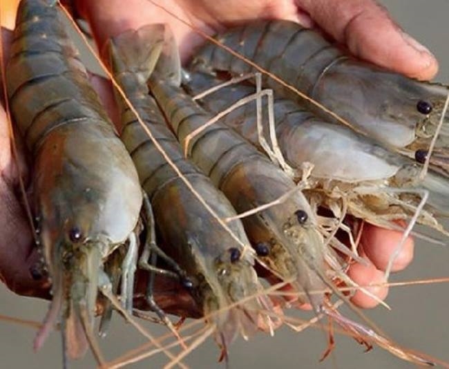 12 साल बाद गंगा में दिखने लगी है बड़ी झींगा मछली - Big lobster fish has ...