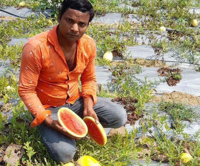 कभी देखा है पीले रंग का तरबूज... धनबाद में बना अचरज का विषय, किसान ने ...