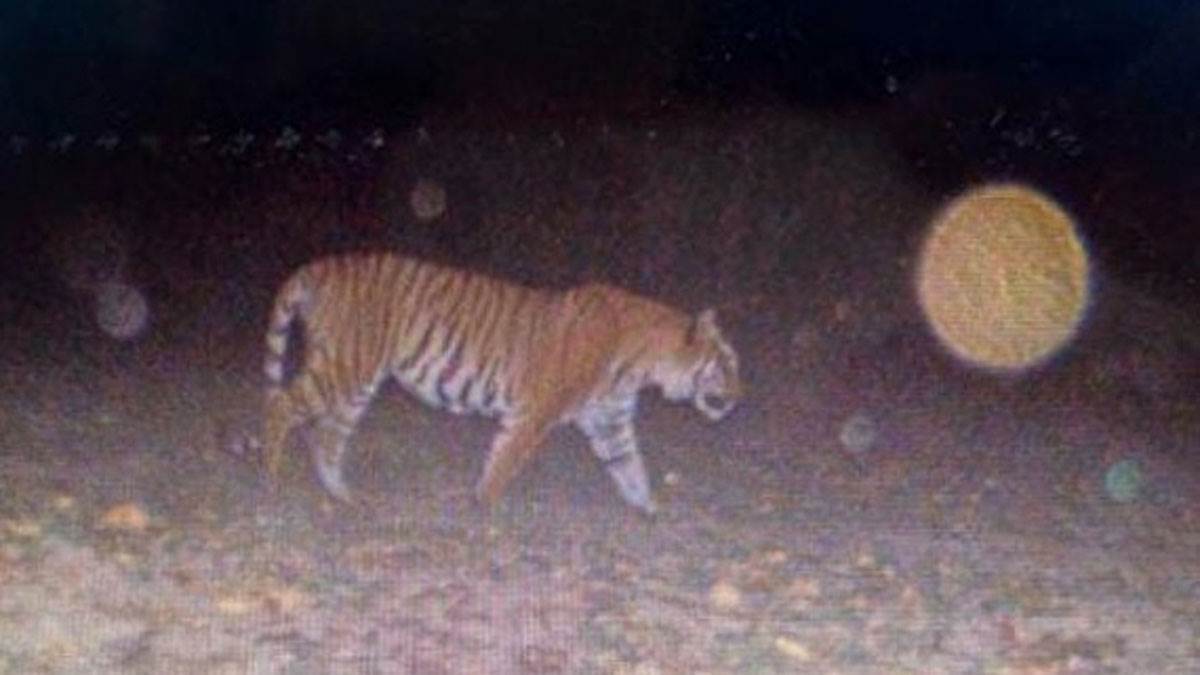 उत्तराखंड के Rajaji Tiger Reserve से निकला बाघ हरियाणा में फरमा रहा ...